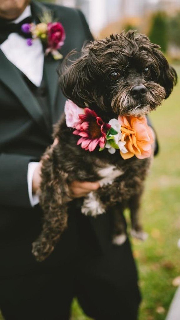 Luxe Dog Nanny