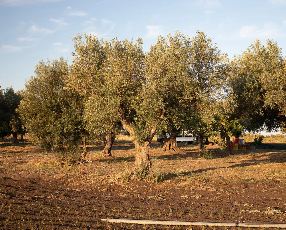 EXAU Olive Oil — Doing Italy