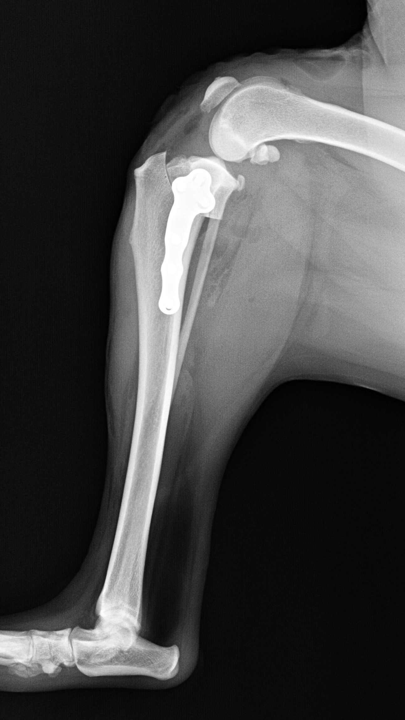 TPLO — Warm Springs Pet Hospital