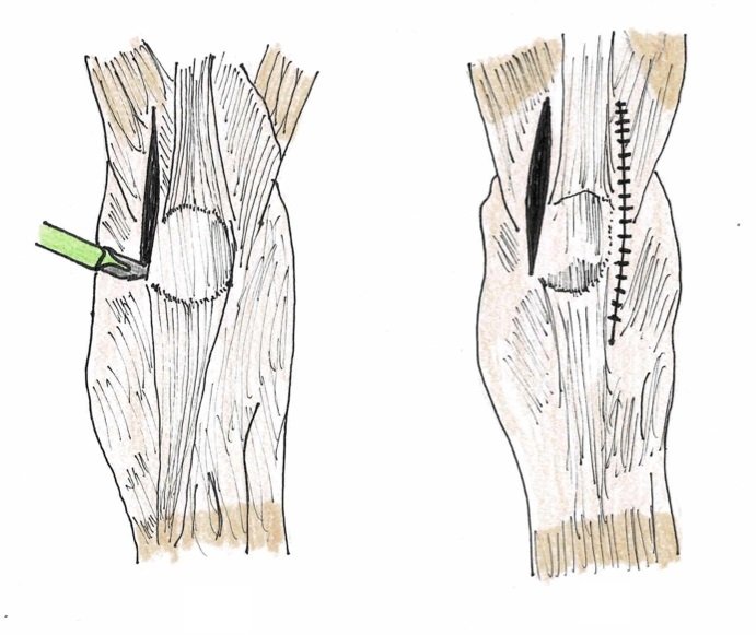 Medial Luxating Patella — Warm Springs Pet Hospital