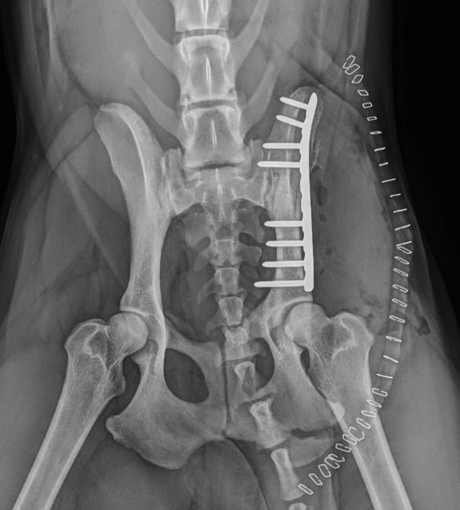 Fracture Repair — Warm Springs Pet Hospital