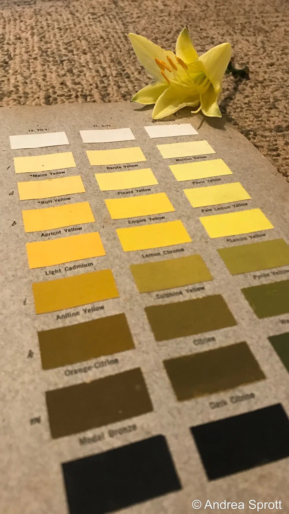 Cracking the Color Code — Wing Haven