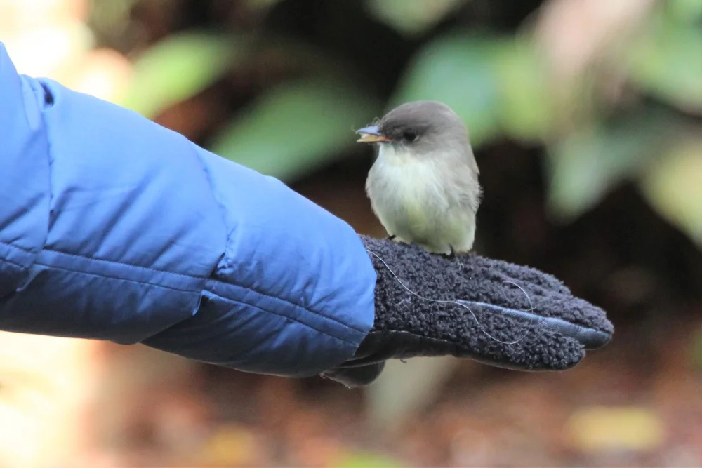 Bird Walk - November — Wing Haven