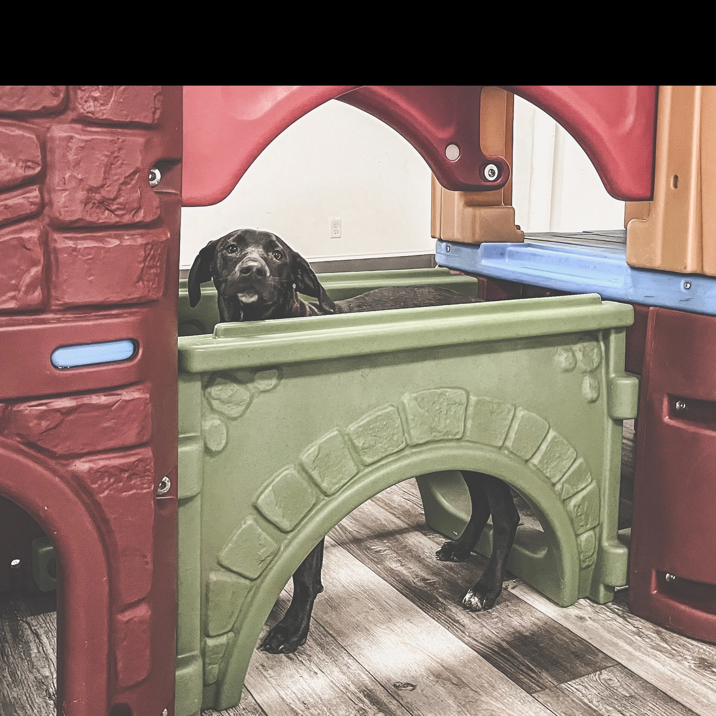 Paws & Rec®