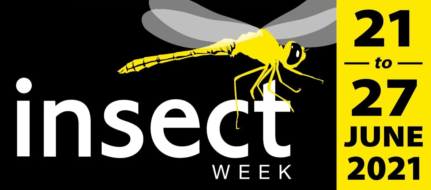 It's Insect Week 2021, AND Independent Bookshop Week! — M. G. Leonard