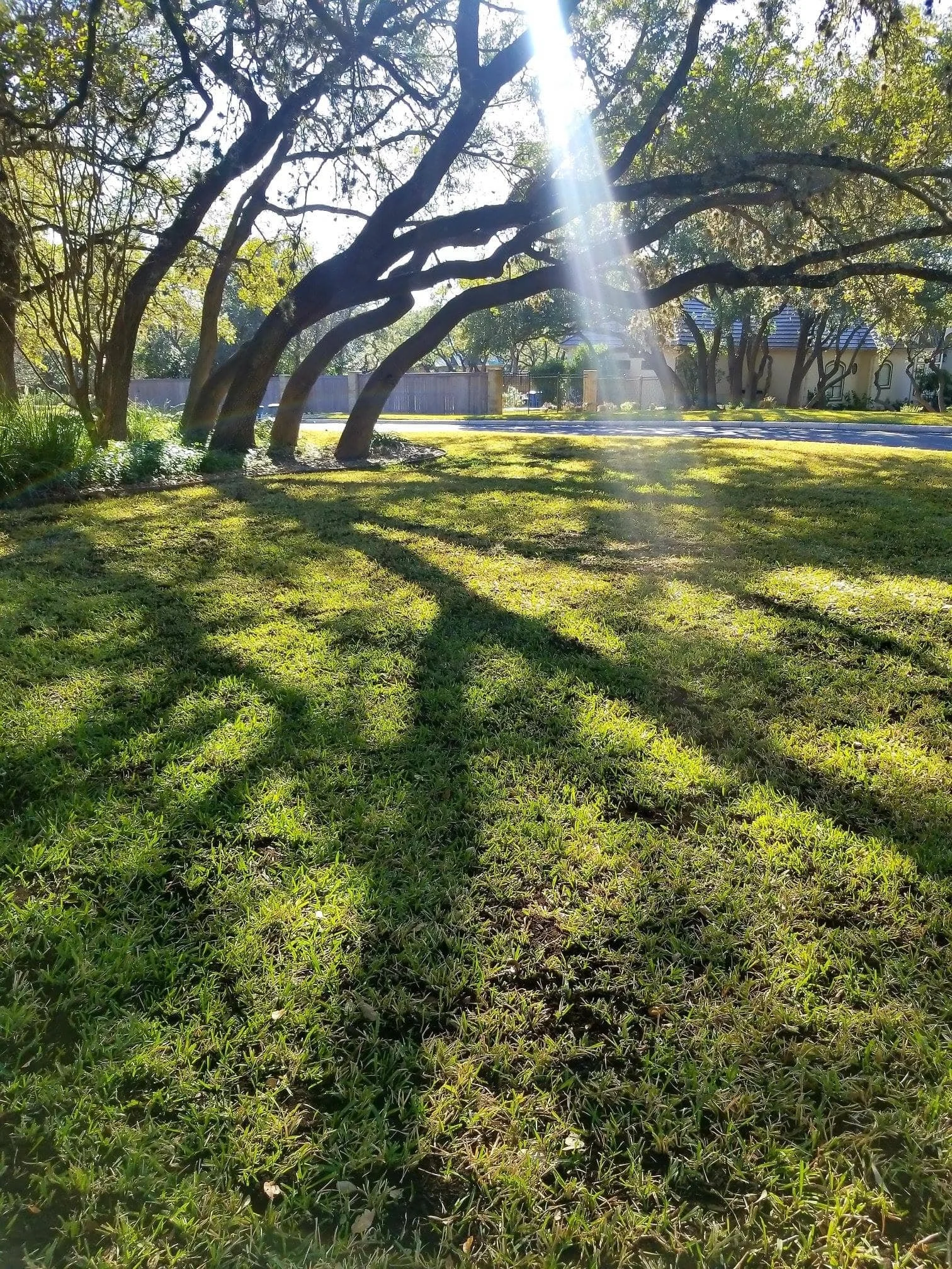 Landscaping services San Antonio - Lawn care - Tree maintenance Lawn ...