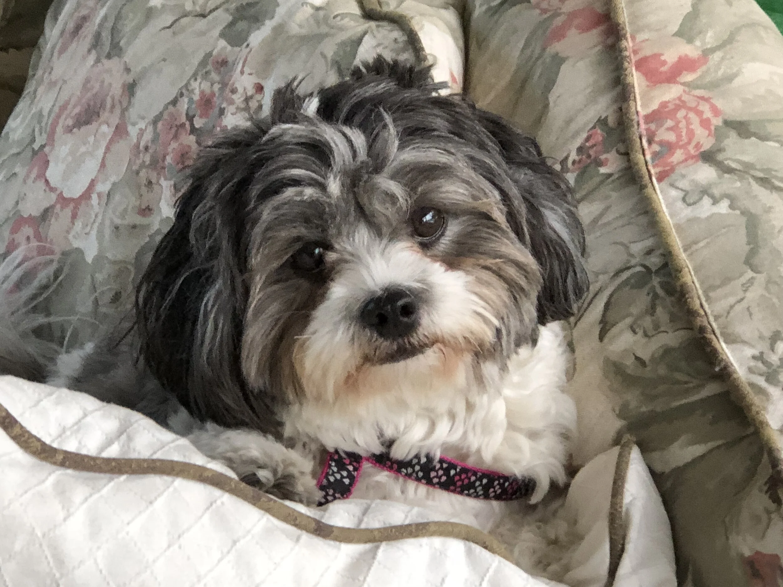 Brighter Life Counseling, PLLC