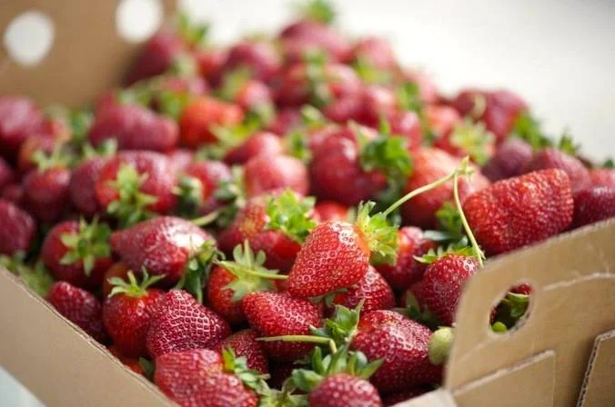 Wohletz Farm Fresh