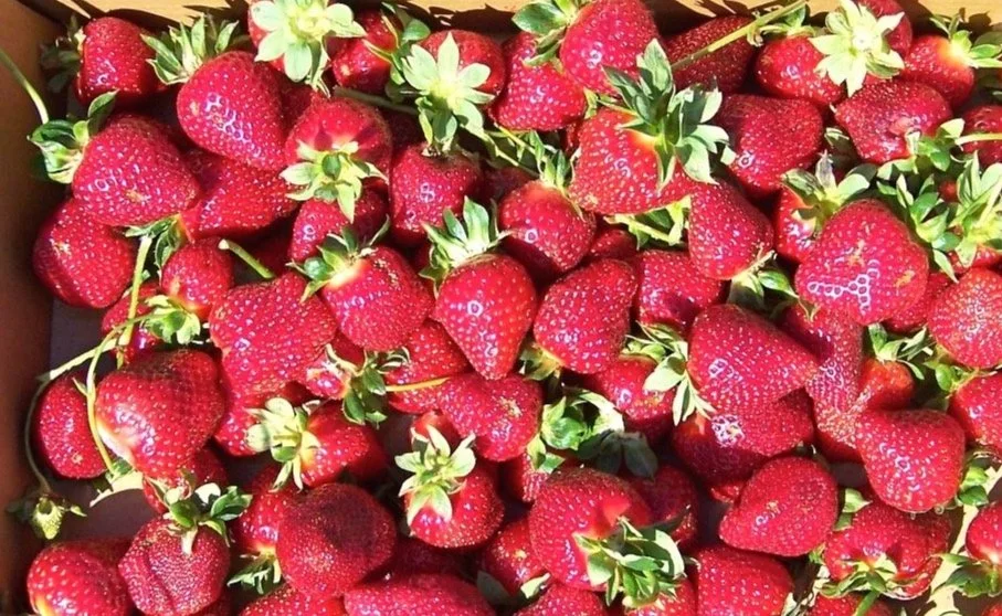 Wohletz Farm Fresh