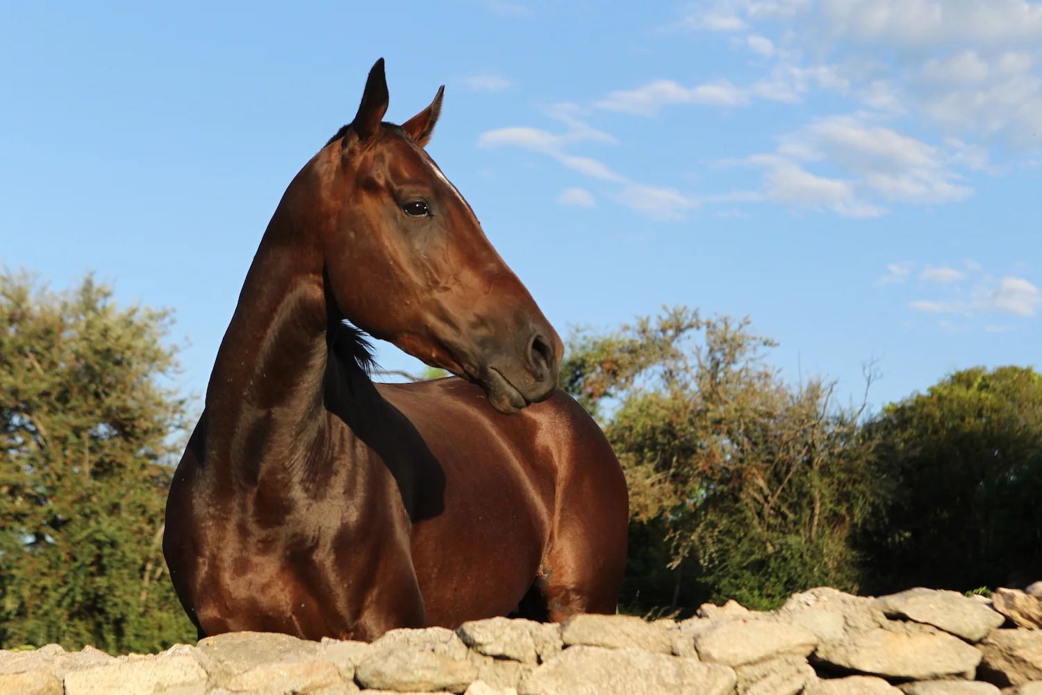 Los Potreros Horses — Estancia Los Potreros
