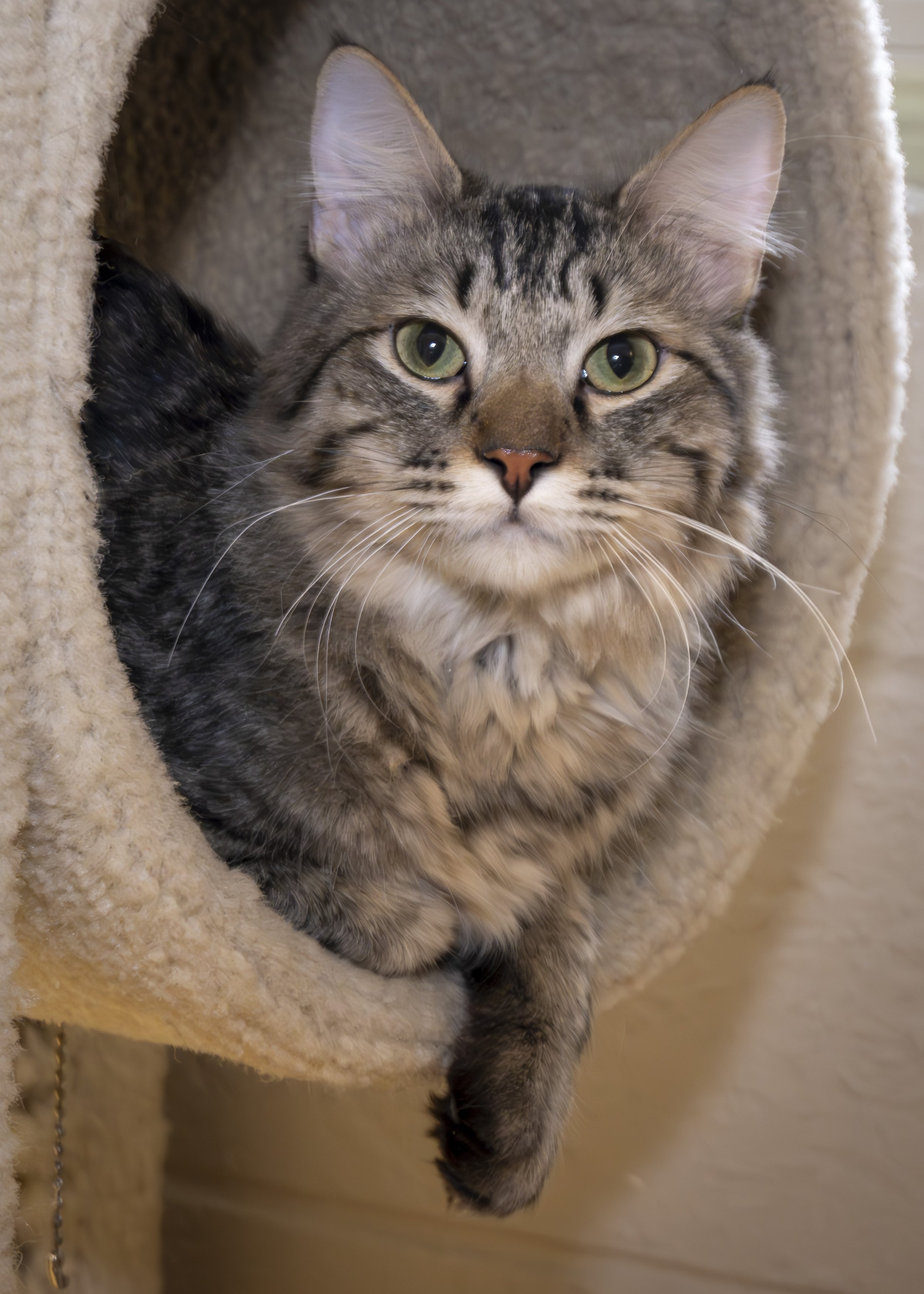 CAT GALLERY - UPDATE HERE — StreetCats, Inc.