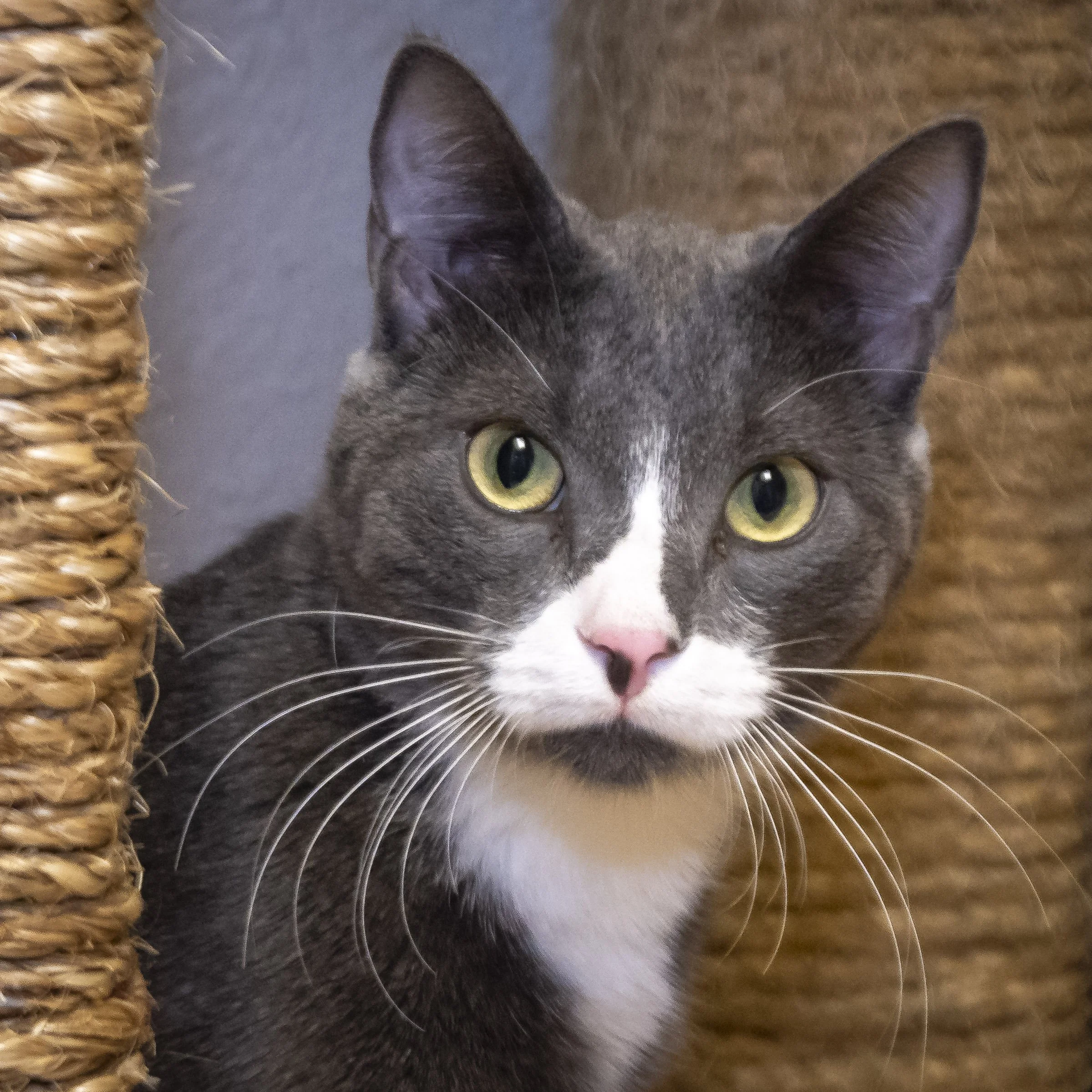 Adopt A Cat — StreetCats, Inc.