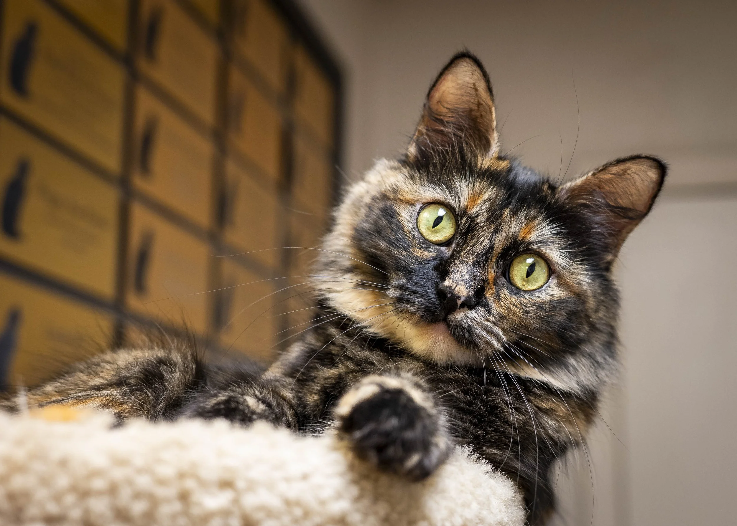 Adopt A Cat — StreetCats, Inc.