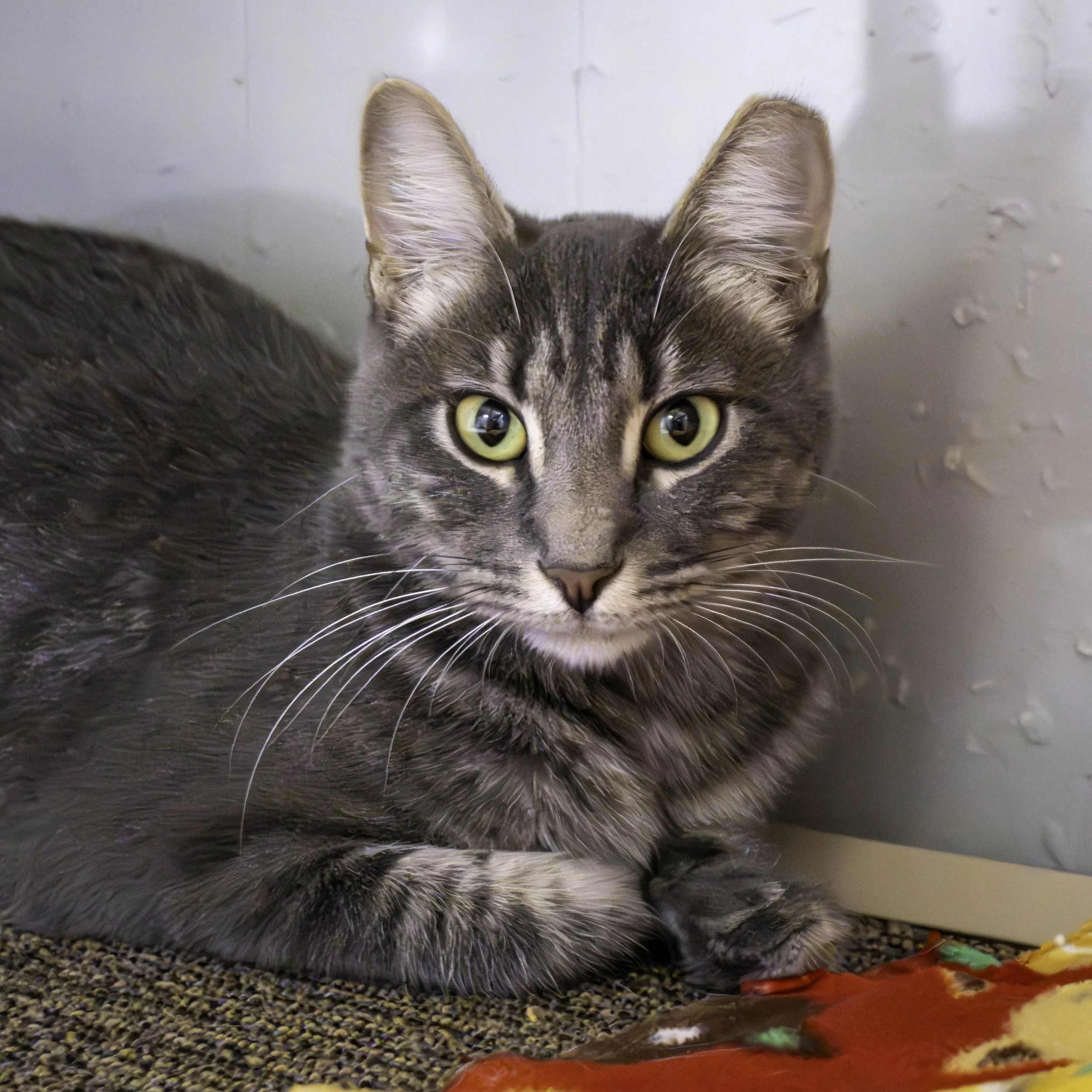 Adopt A Cat — StreetCats, Inc.