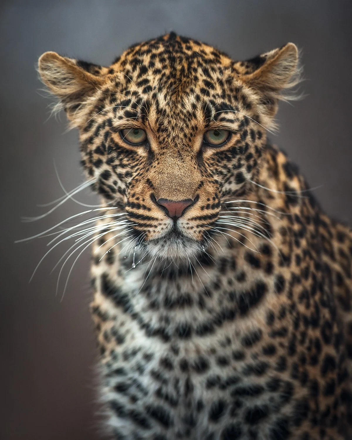 Predators - Mark Dumbleton Photography