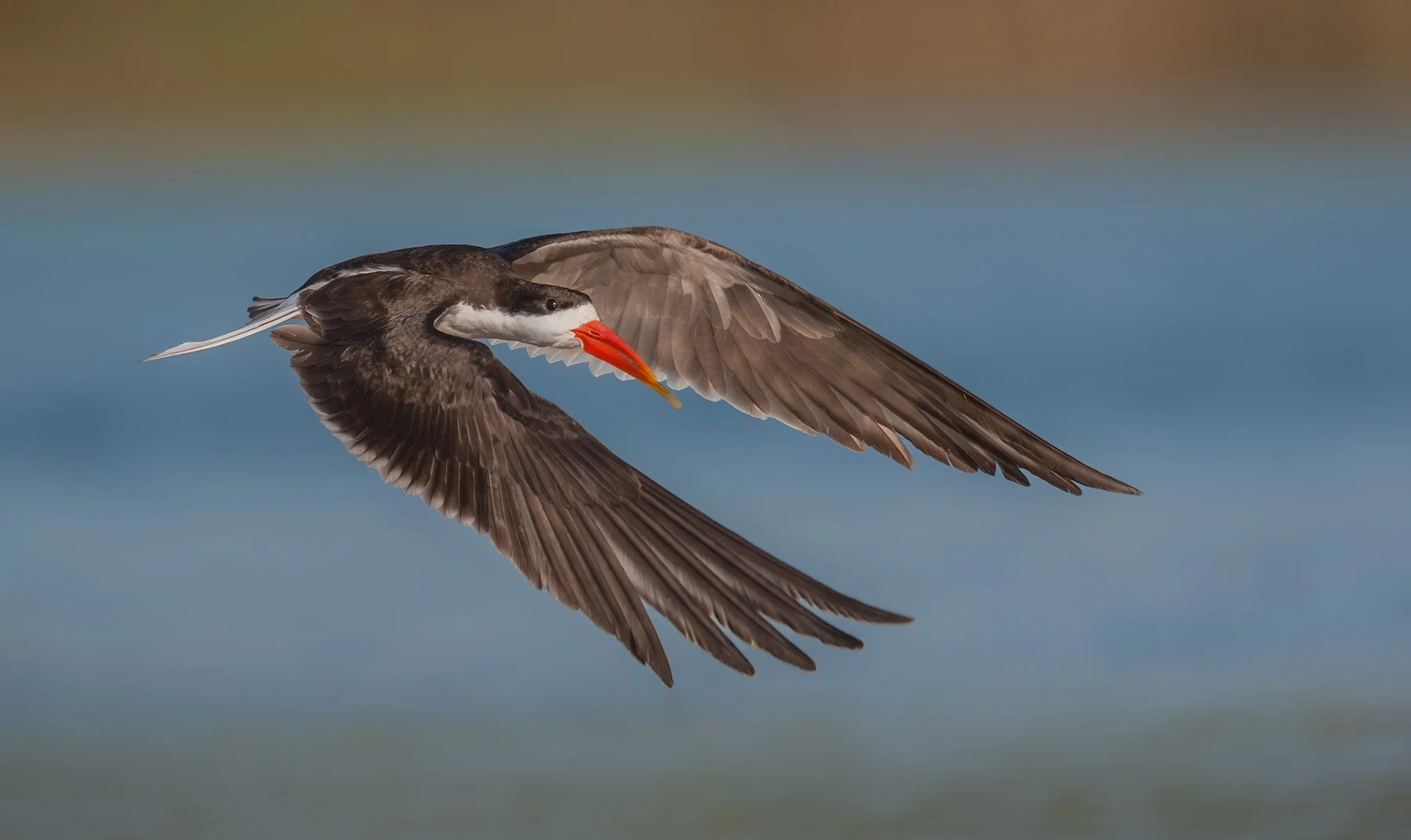 Birds - Mark Dumbleton Photography
