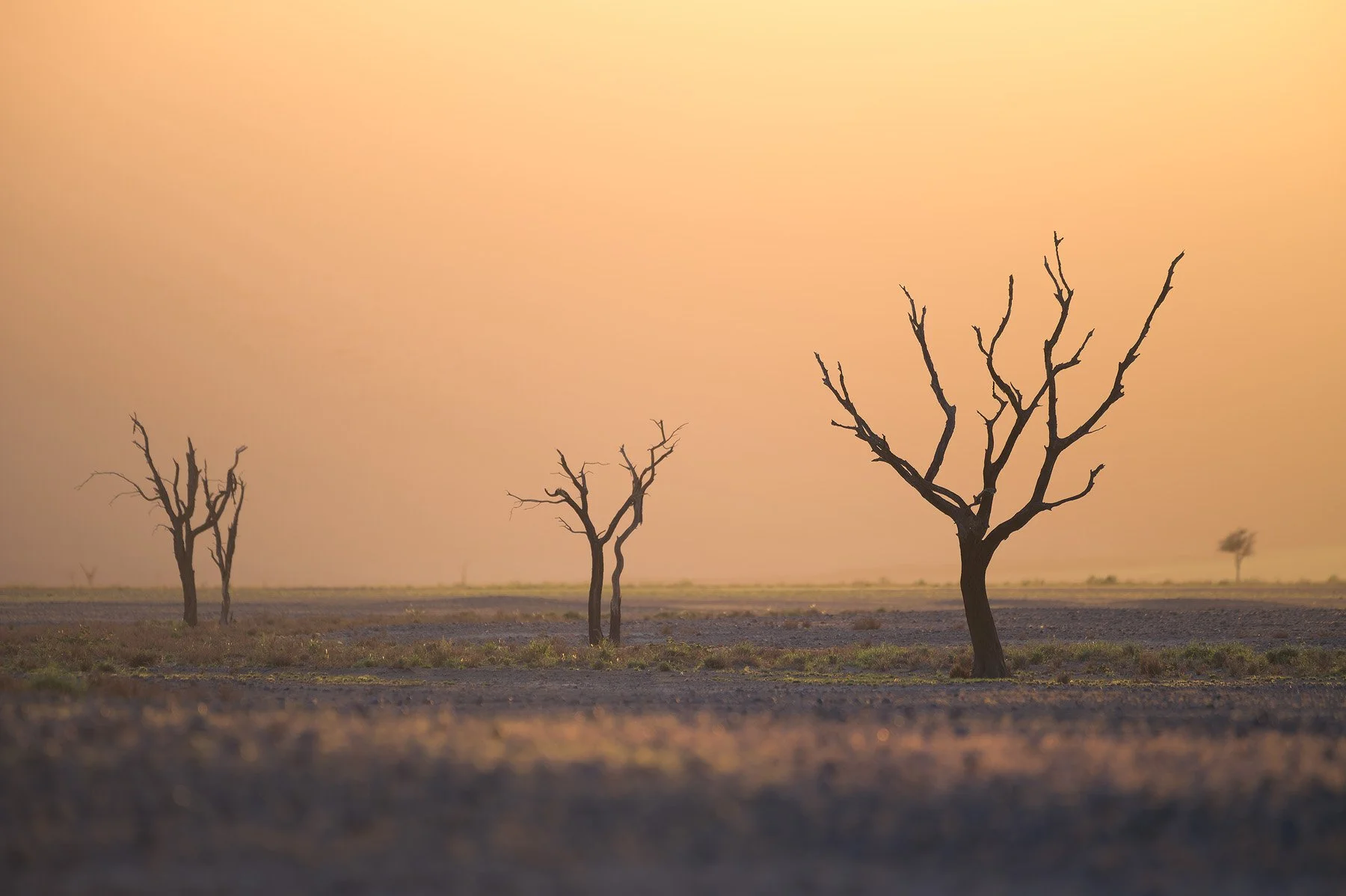 Arid Land - Mark Dumbleton