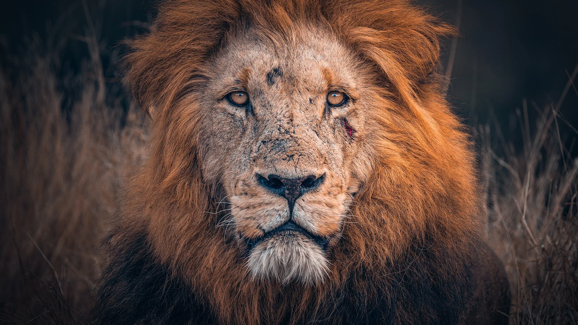 Mark Dumbleton | Wildlife & Landscape Photography