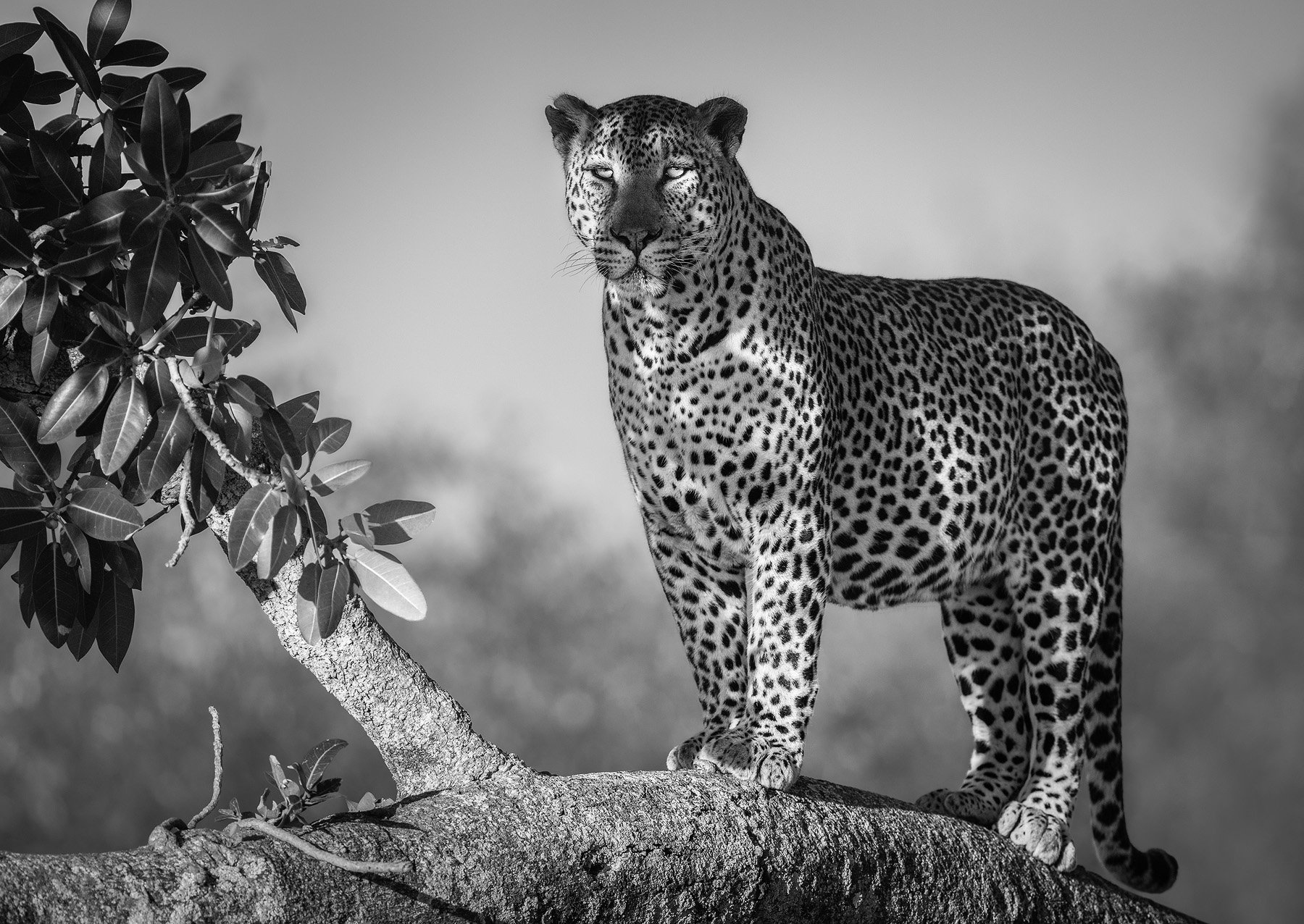 Black & White - Mark Dumbleton Photography