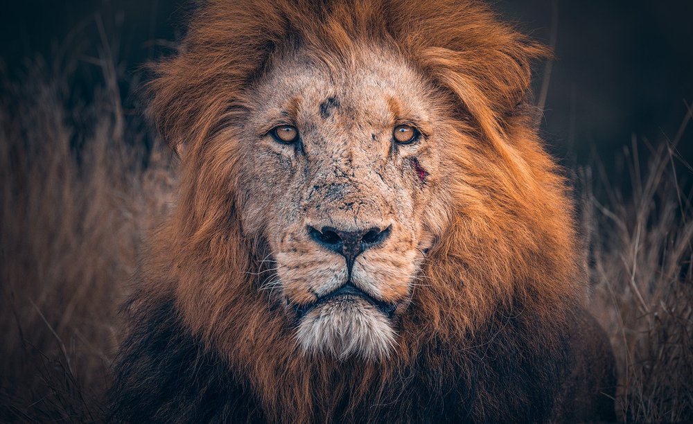 The Wildlife Edit - Mark Dumbleton Photography