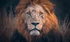 The Wildlife Edit - Mark Dumbleton Photography