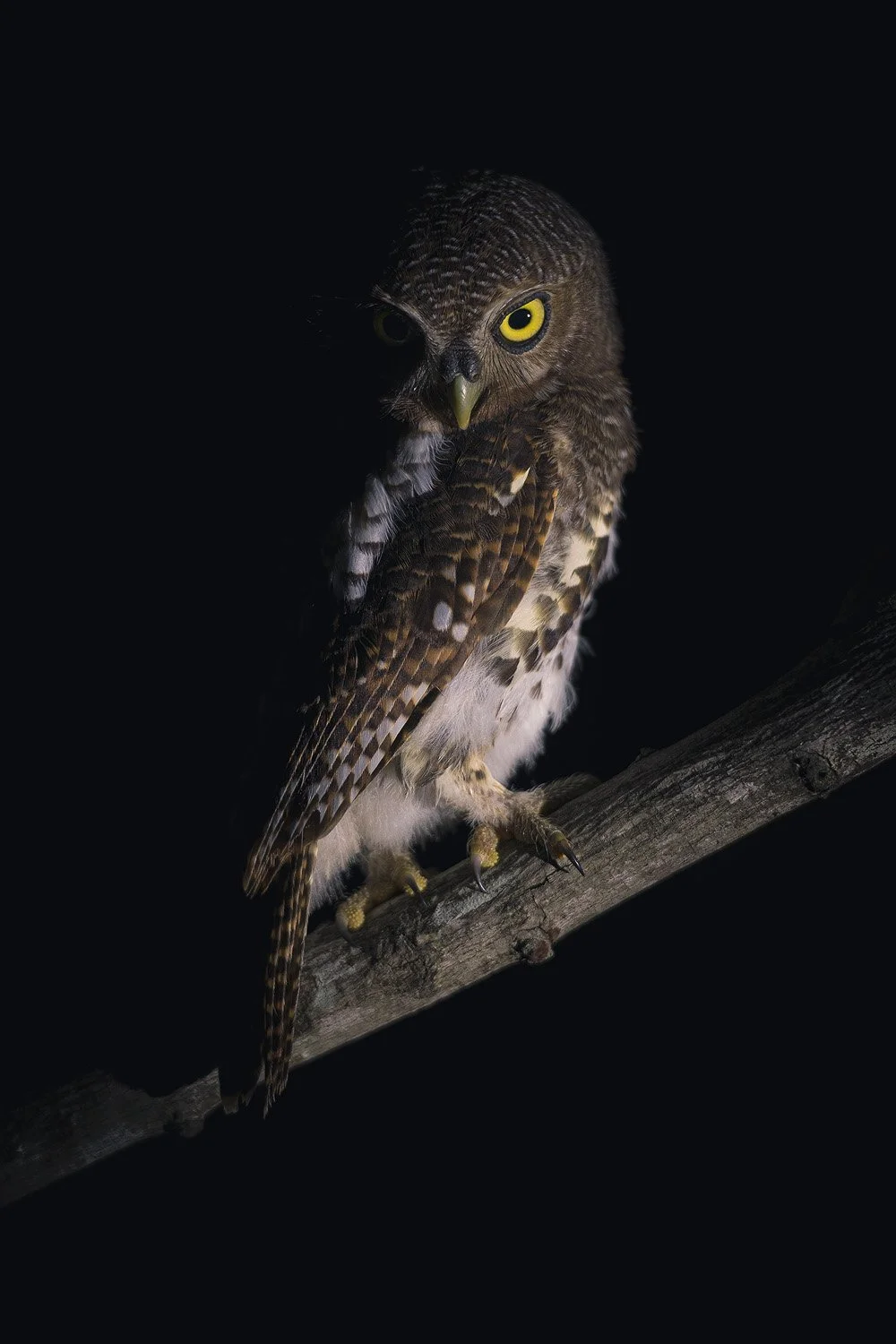Birds - Mark Dumbleton Photography