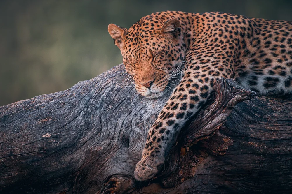 Predators - Mark Dumbleton Photography