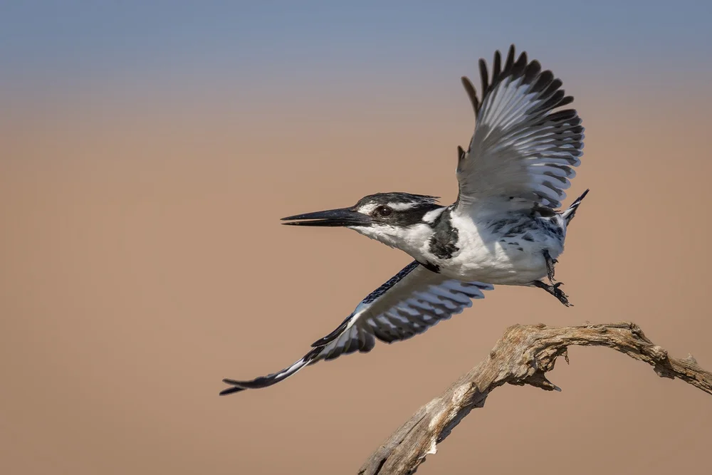 Birds - Mark Dumbleton Photography