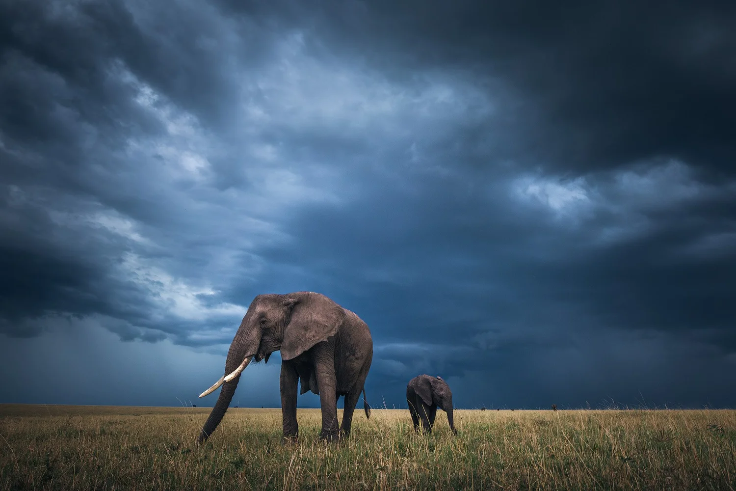 Herbivores - Mark Dumbleton Photography