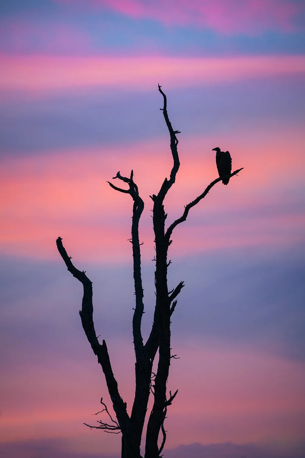 Birds - Mark Dumbleton Photography