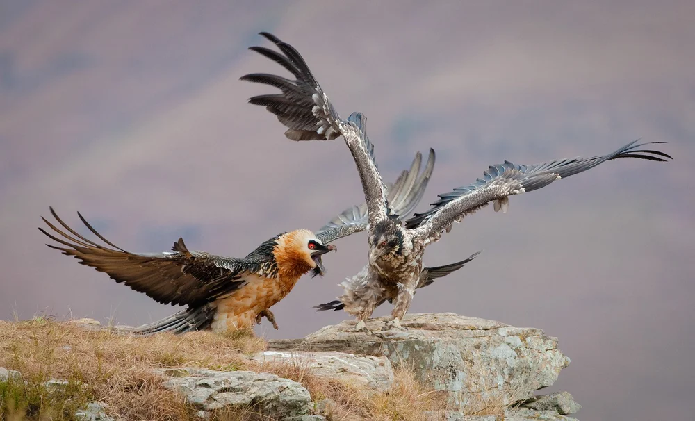Birds - Mark Dumbleton Photography
