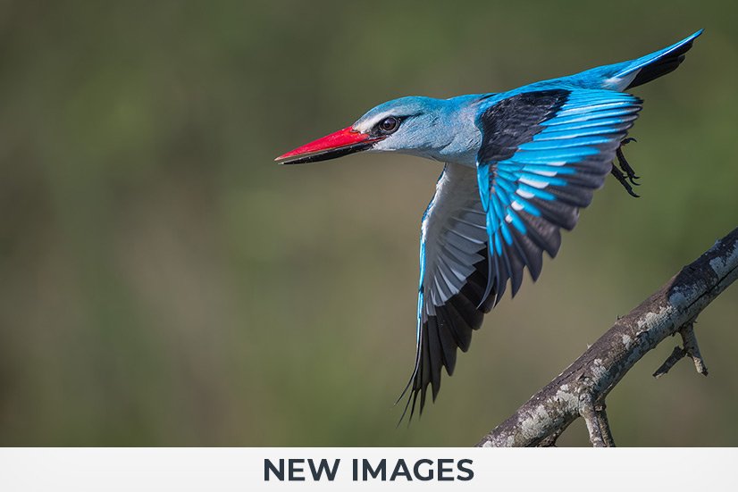 Mark Dumbleton | Wildlife & Landscape Photography
