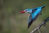 Mark Dumbleton Photography | Wildlife & Landscape Photography