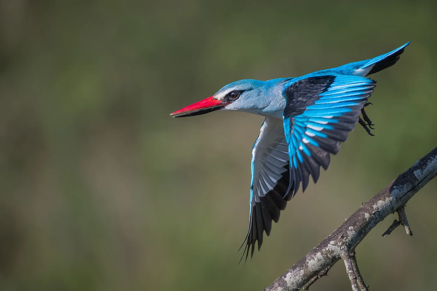 Mark Dumbleton Photography | Wildlife & Landscape Photography