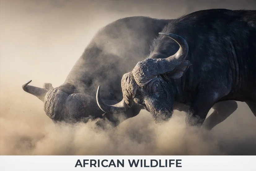 Mark Dumbleton | Wildlife & Landscape Photography