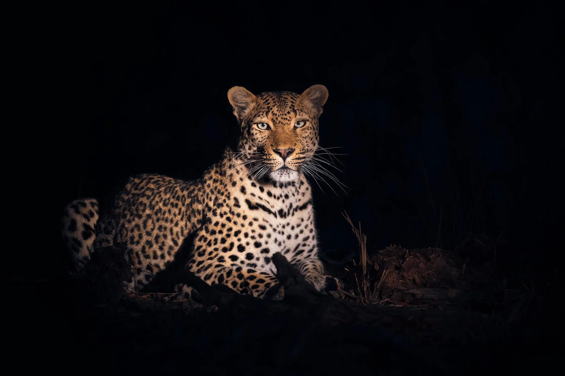 Predators - Mark Dumbleton Photography