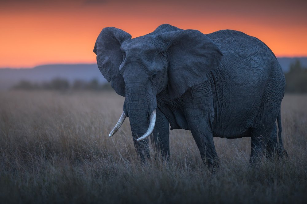 Herbivores - Mark Dumbleton Photography