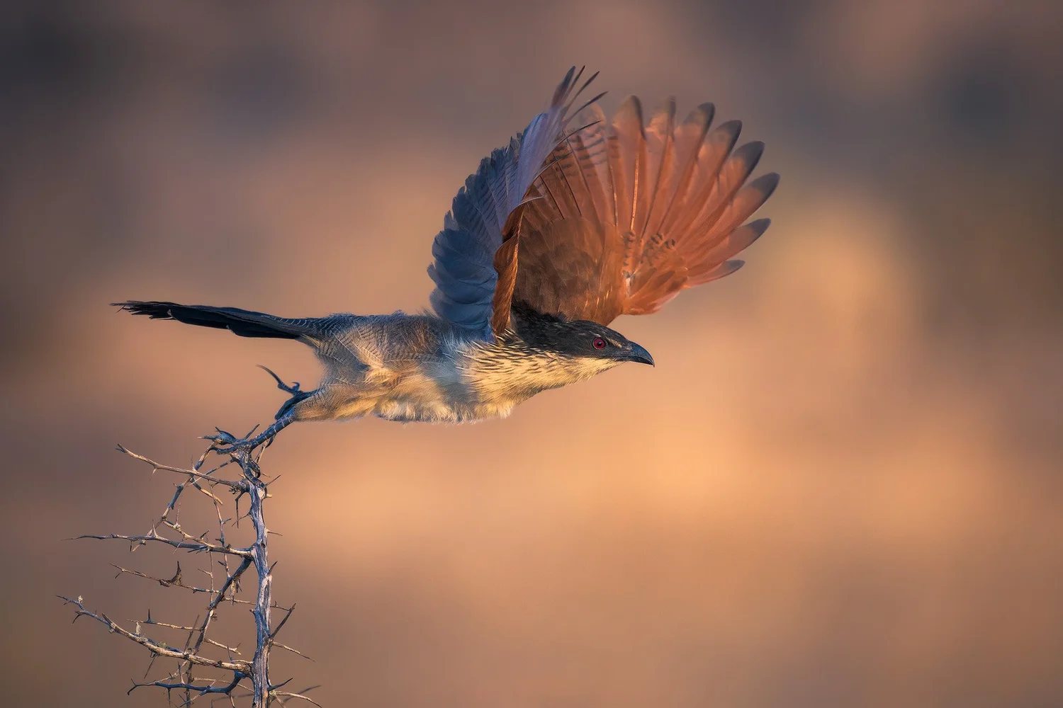 Birds - Mark Dumbleton Photography