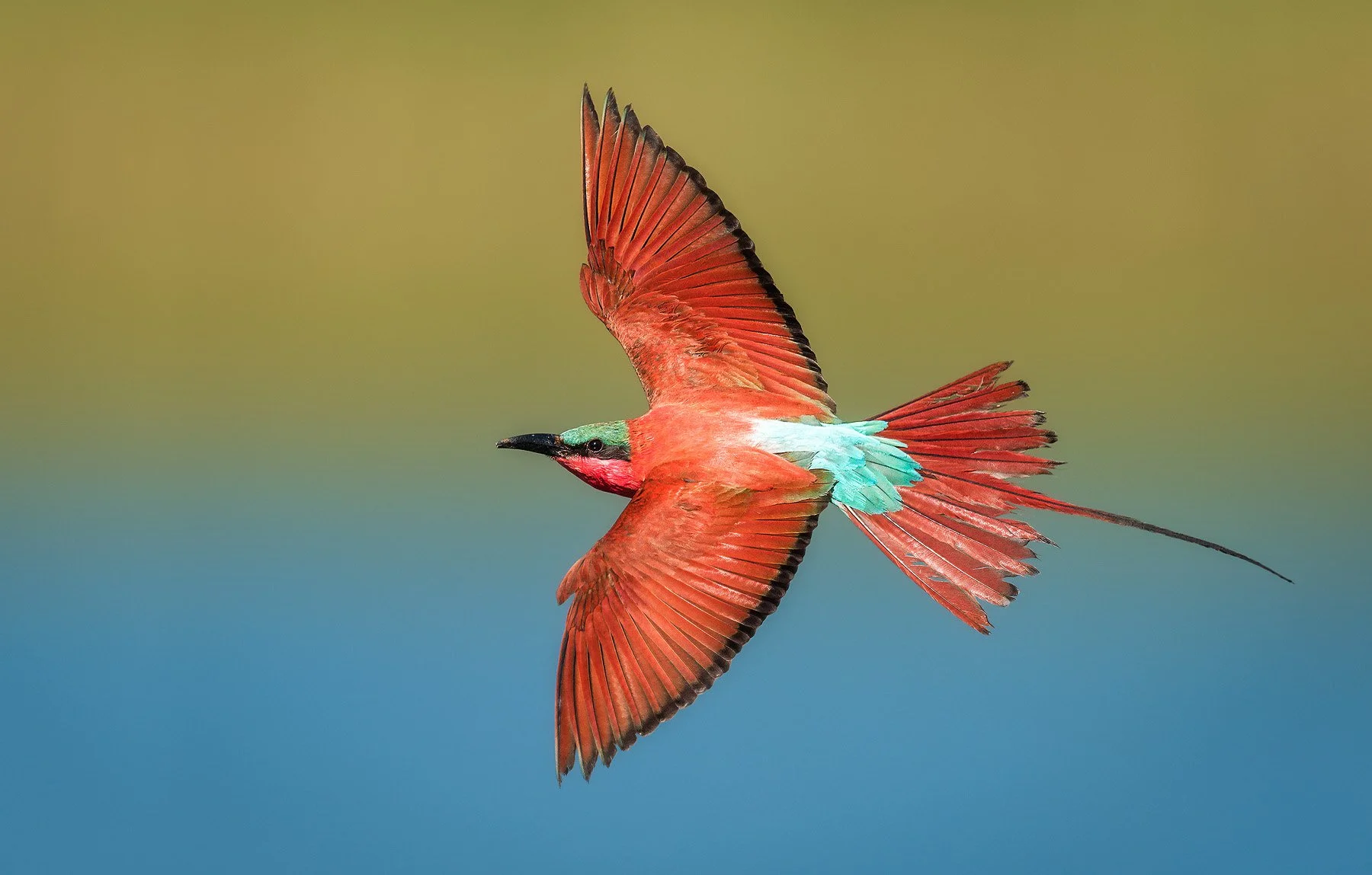 Birds - Mark Dumbleton Photography