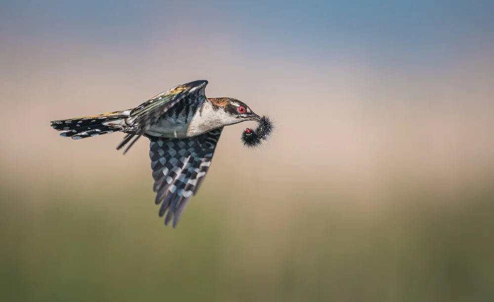 Birds - Mark Dumbleton Photography