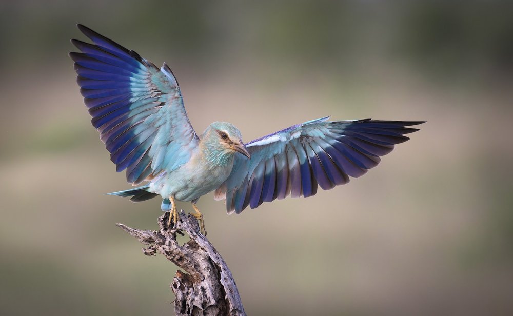Birds - Mark Dumbleton Photography