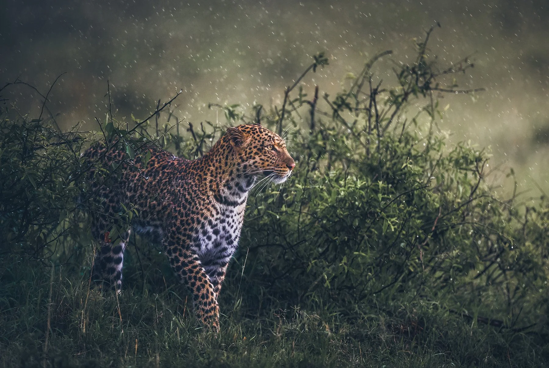 Predators - Mark Dumbleton Photography