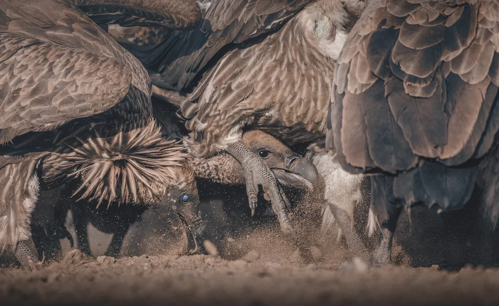 Birds - Mark Dumbleton Photography