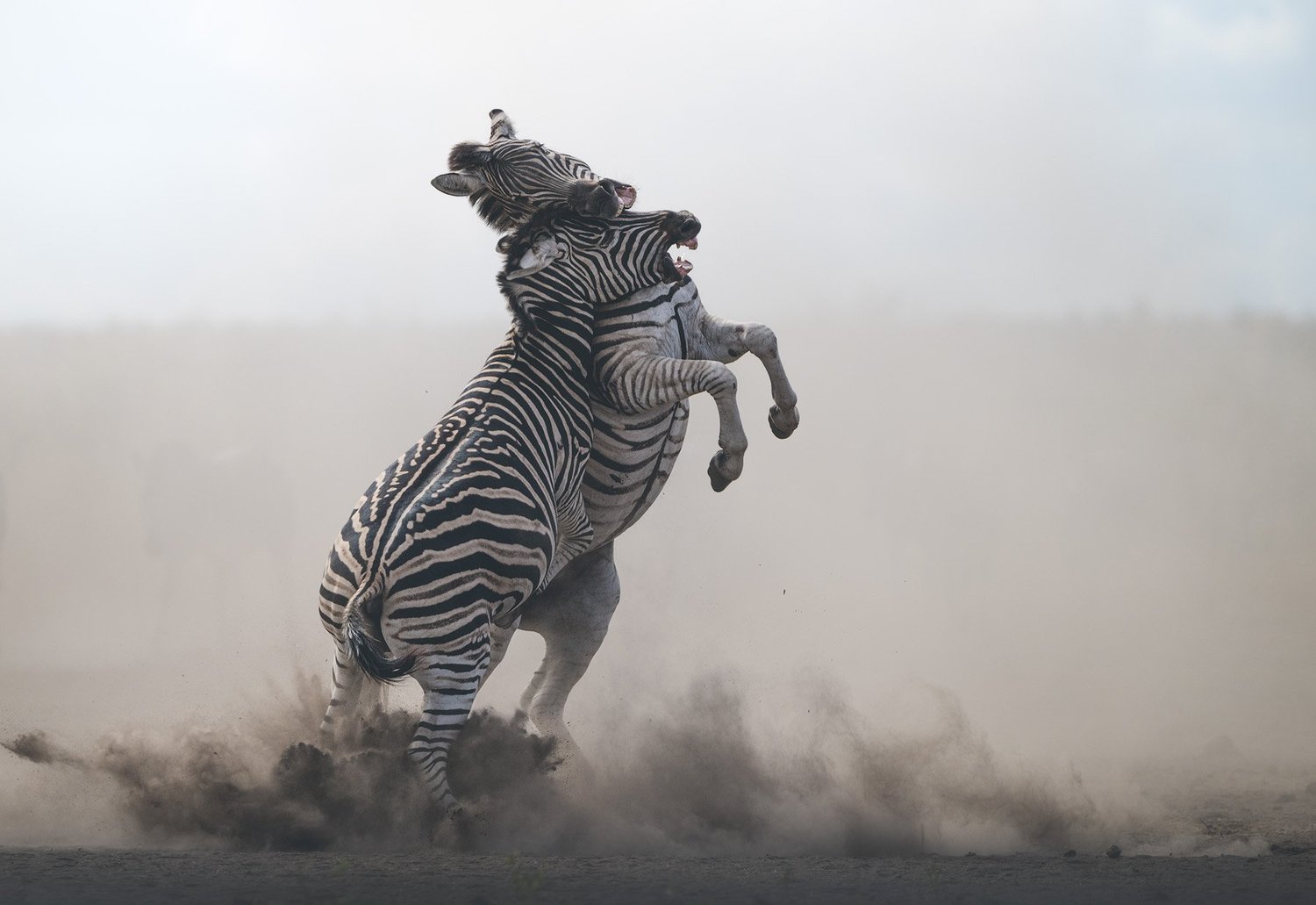 Mark Dumbleton Photography | Wildlife & Landscape Photography