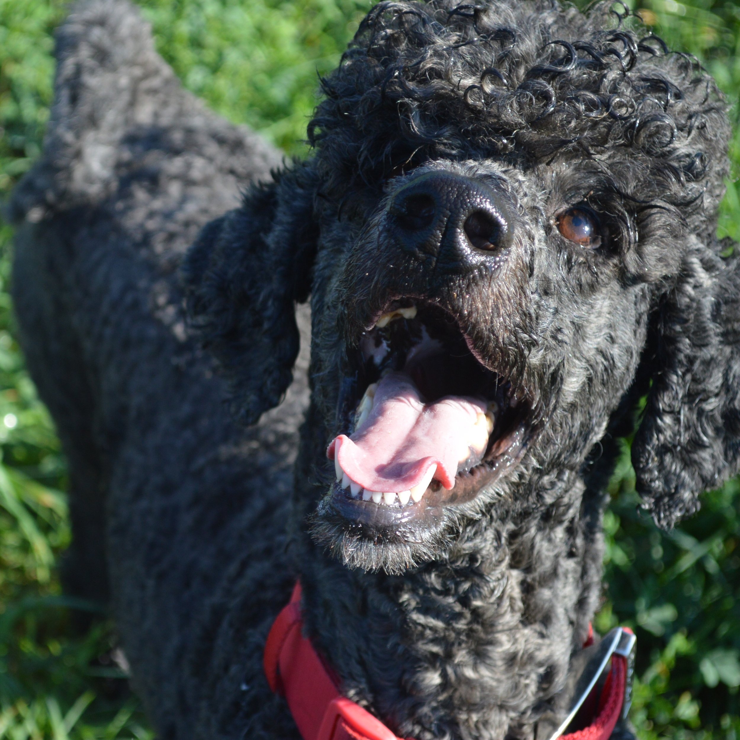 Piper's Standard Poodles | Mansfield Ohio