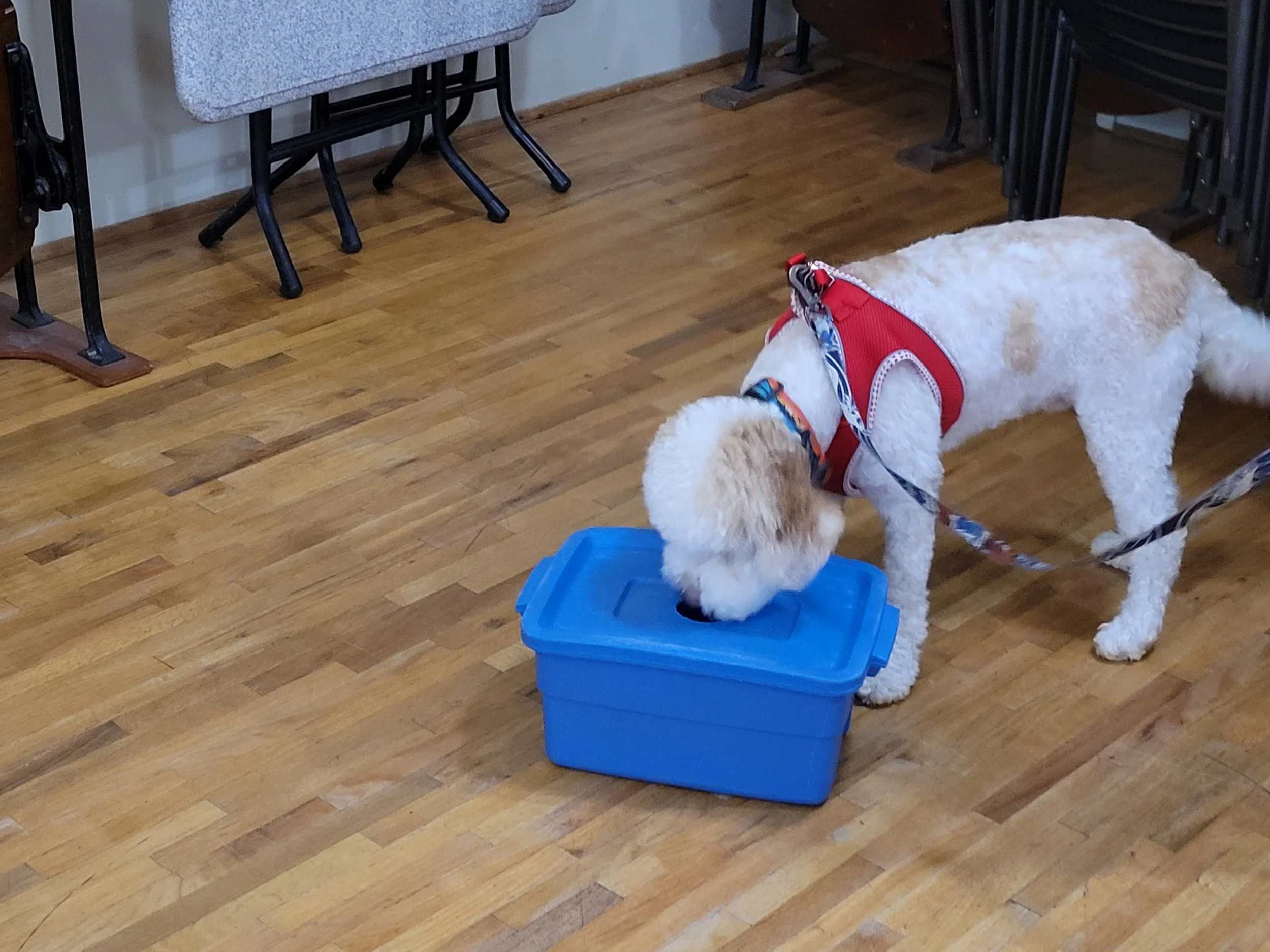 Advanced Scent Work — Doggone Smart Nosework