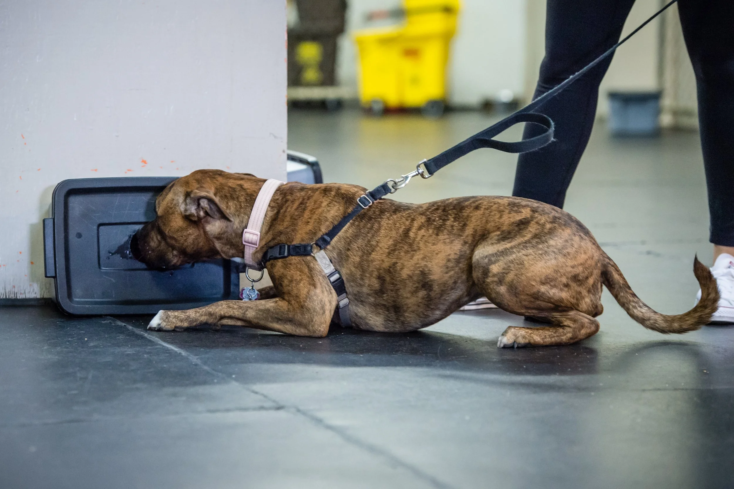 Advanced Scent Work — Doggone Smart Nosework