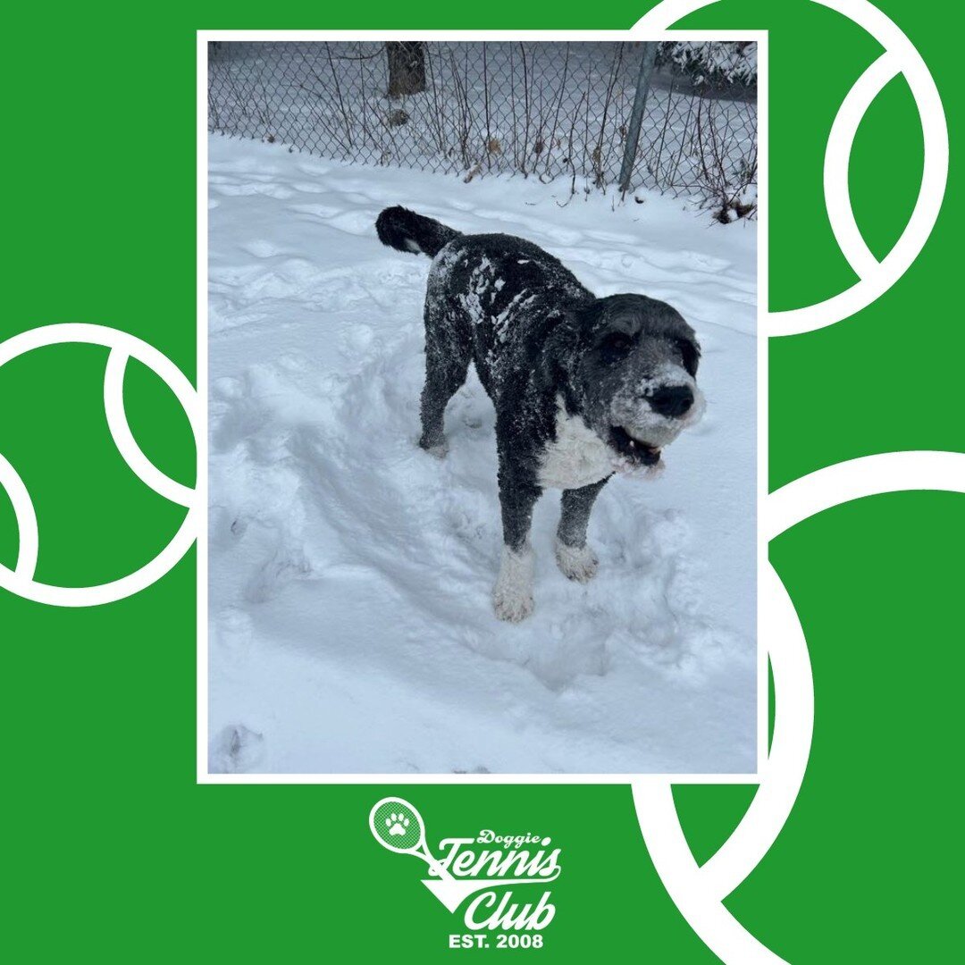 The Ranch Pet Care | Dog & Cat Daycare & Boarding Kennels