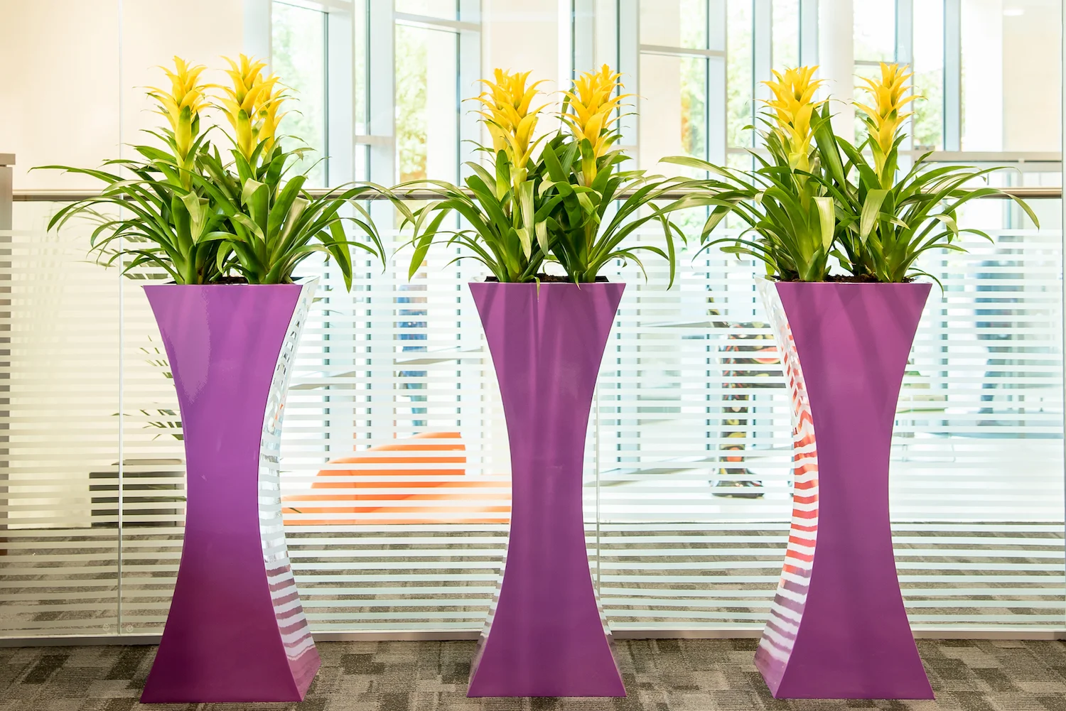 5 ways interior plants can benefit your office — PlantCare