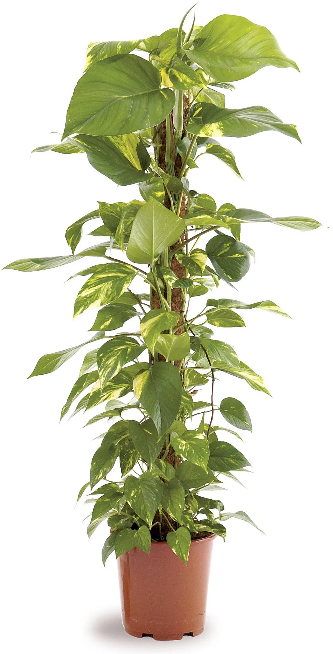 Top 5 Air Purifying Plants — PlantCare